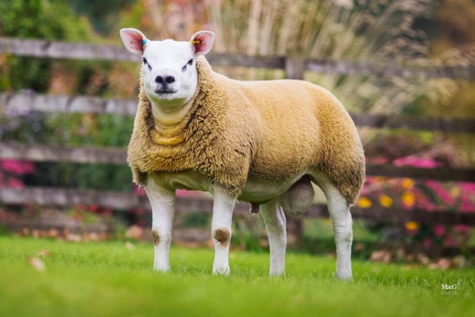 Advanced Breeding Services - CVS Farm Vets NI